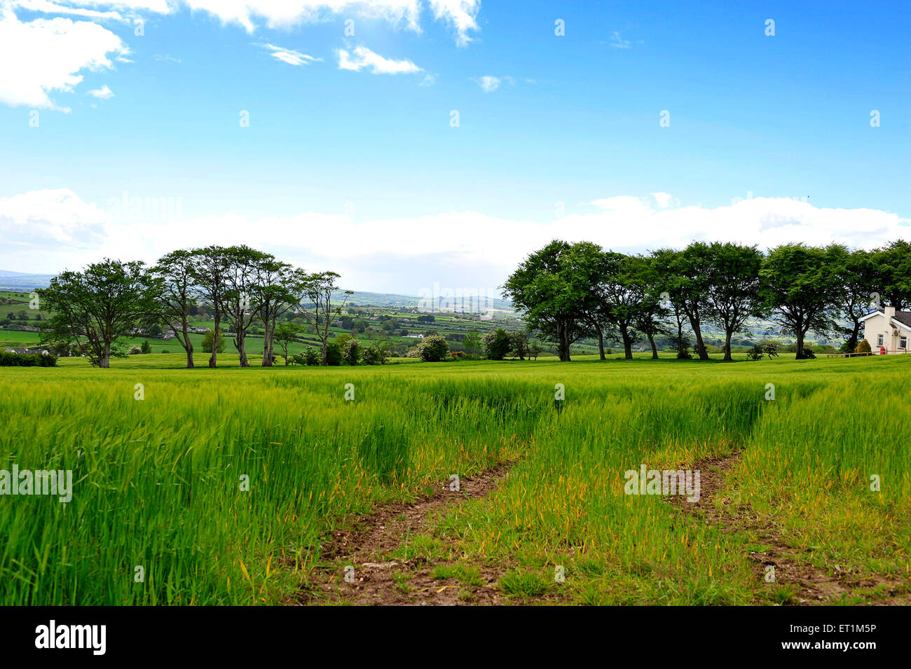 Barley farm hi-res stock photography and images - Alamy