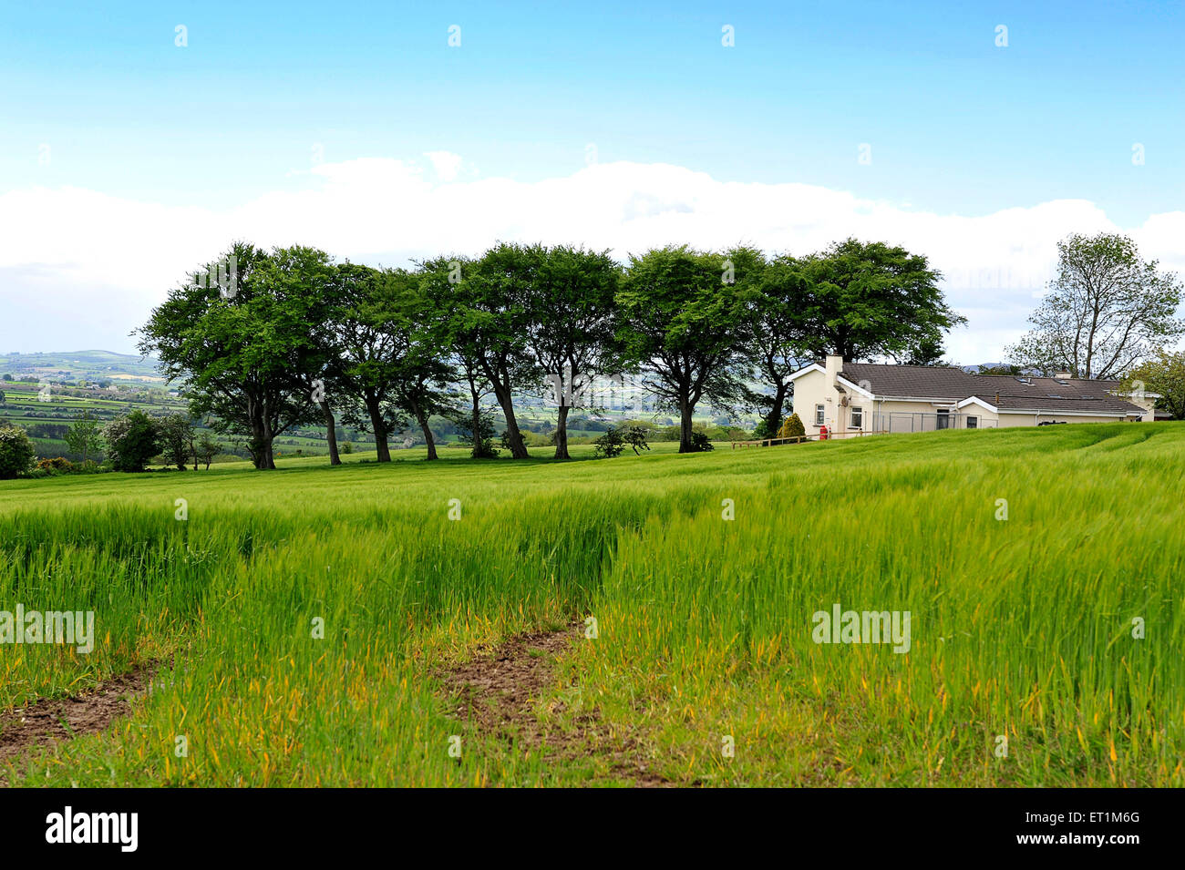 Barley farm hi-res stock photography and images - Alamy