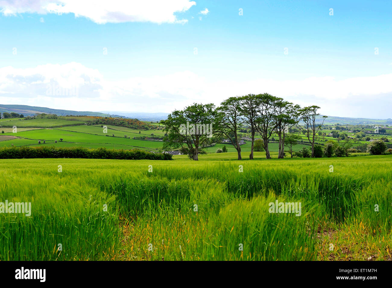Barley field ireland hi-res stock photography and images - Alamy