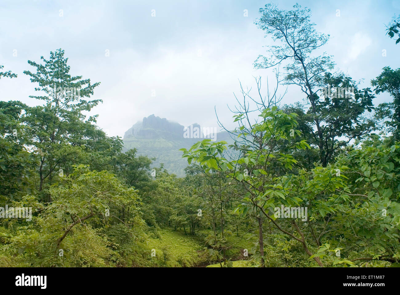 Forest mountain landscapes hi-res stock photography and images - Alamy