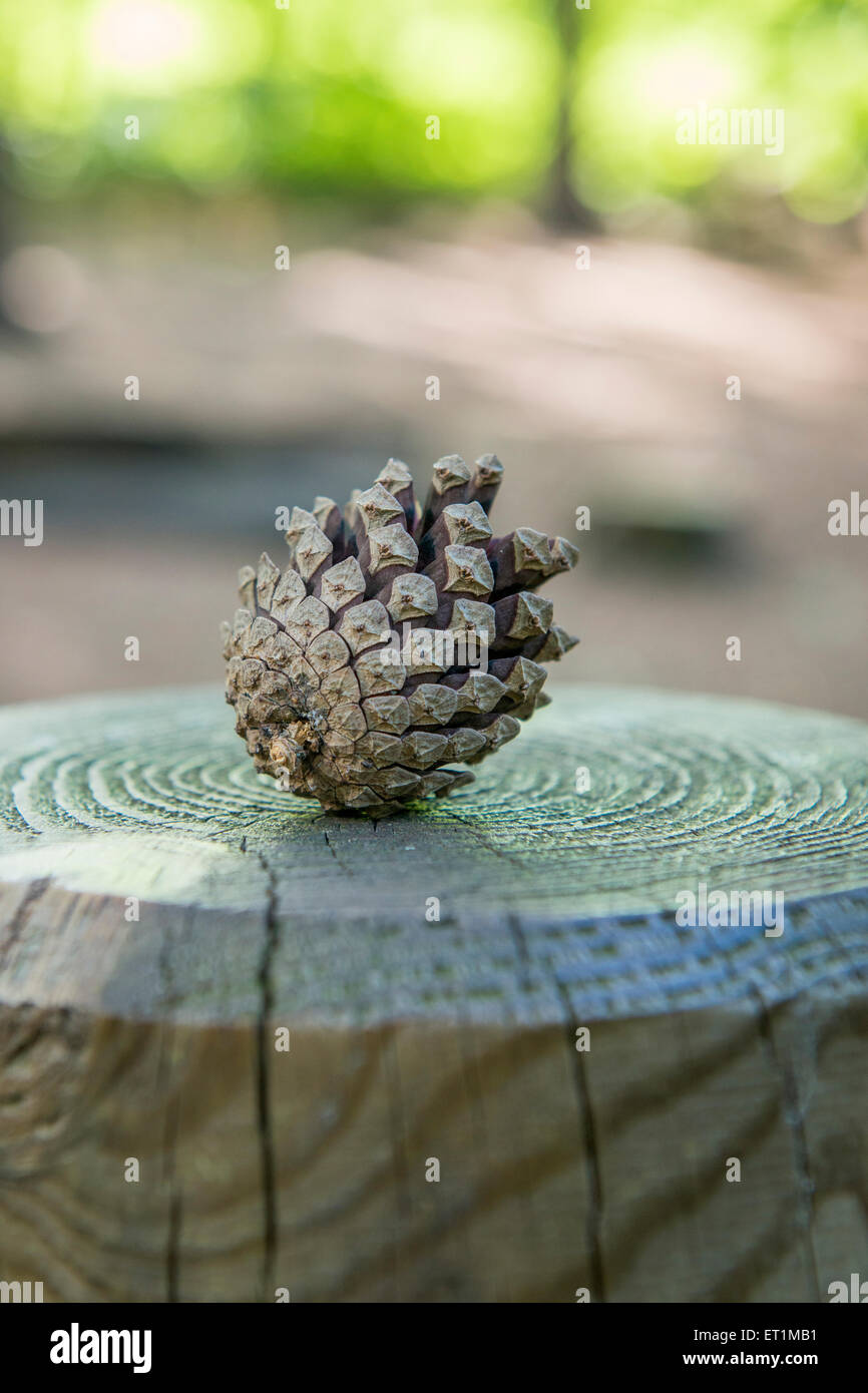 A Cone in the woods Stock Photo - Alamy