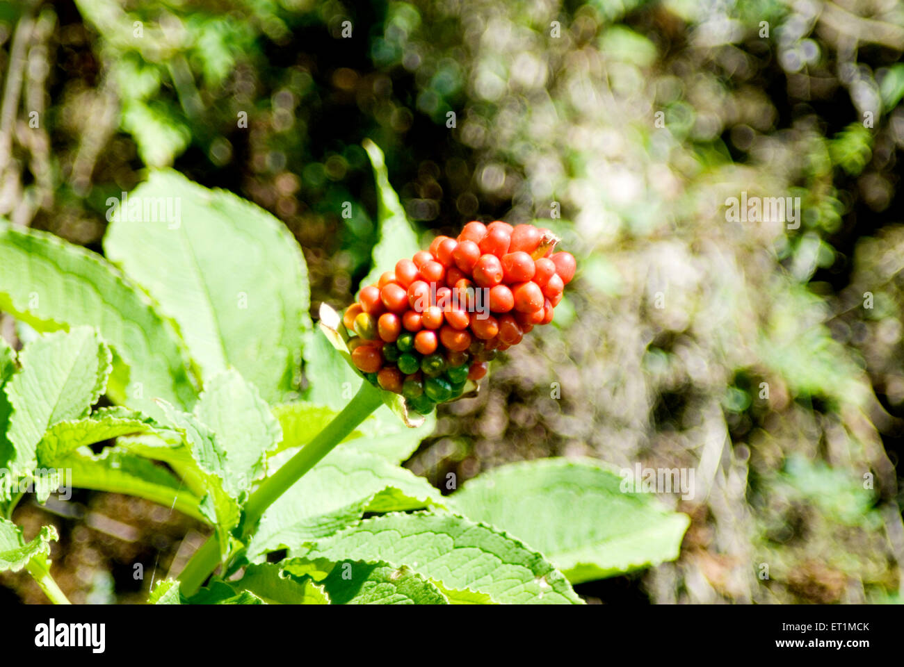 Wild flower seeds fruits ; Kaddukhal ; Kanatal ; Chamba ; Uttaranchal ...