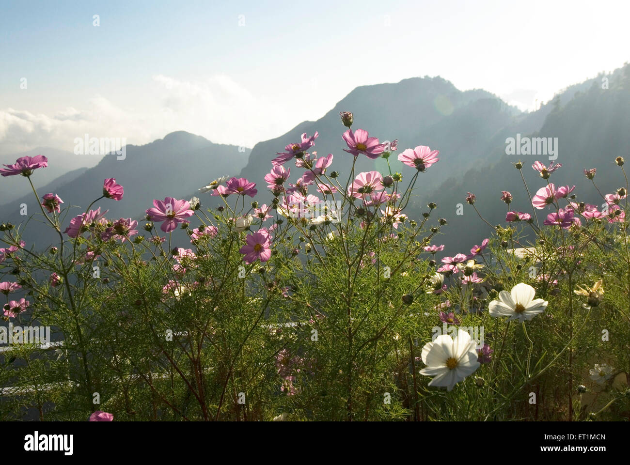 Mountain with coloured flowers in evening light at Kaddukhal ...
