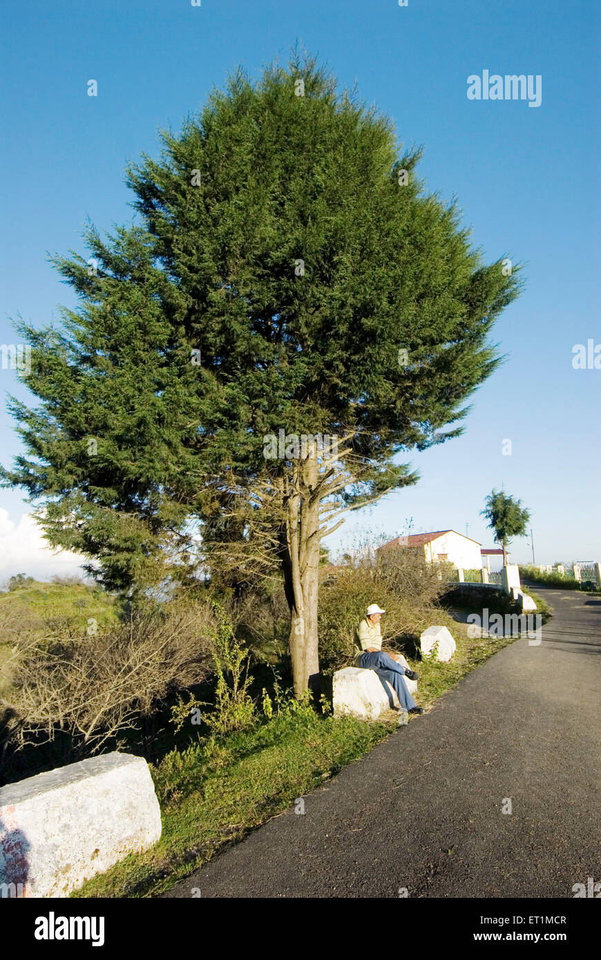 man sitting below roadside tree, Kaddukhal hill station, Uttaranchal ...