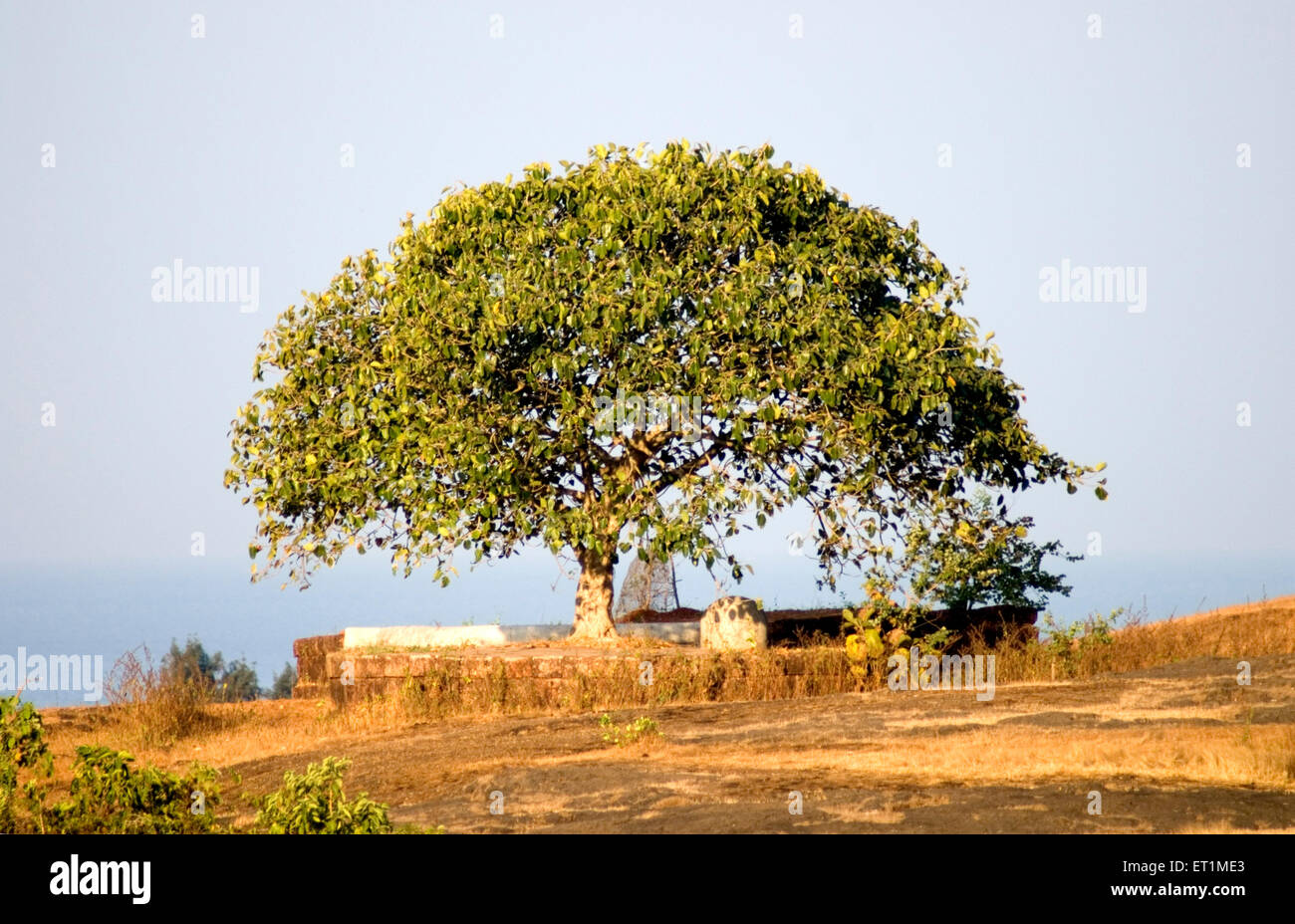Banyan tree india village hi-res stock photography and images - Alamy