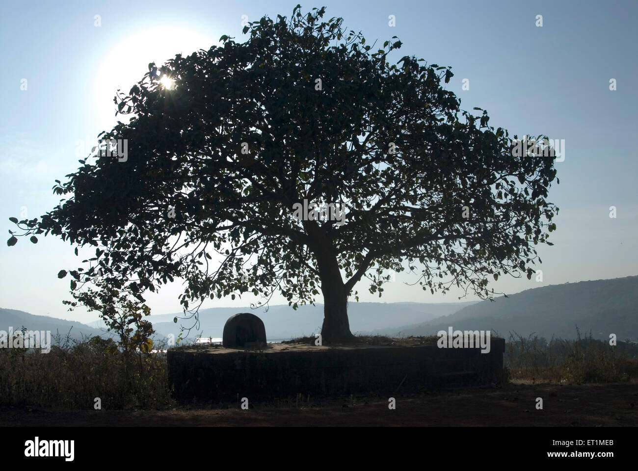Shiva temple below banian banyan tree ; Anjarle village ; district ...