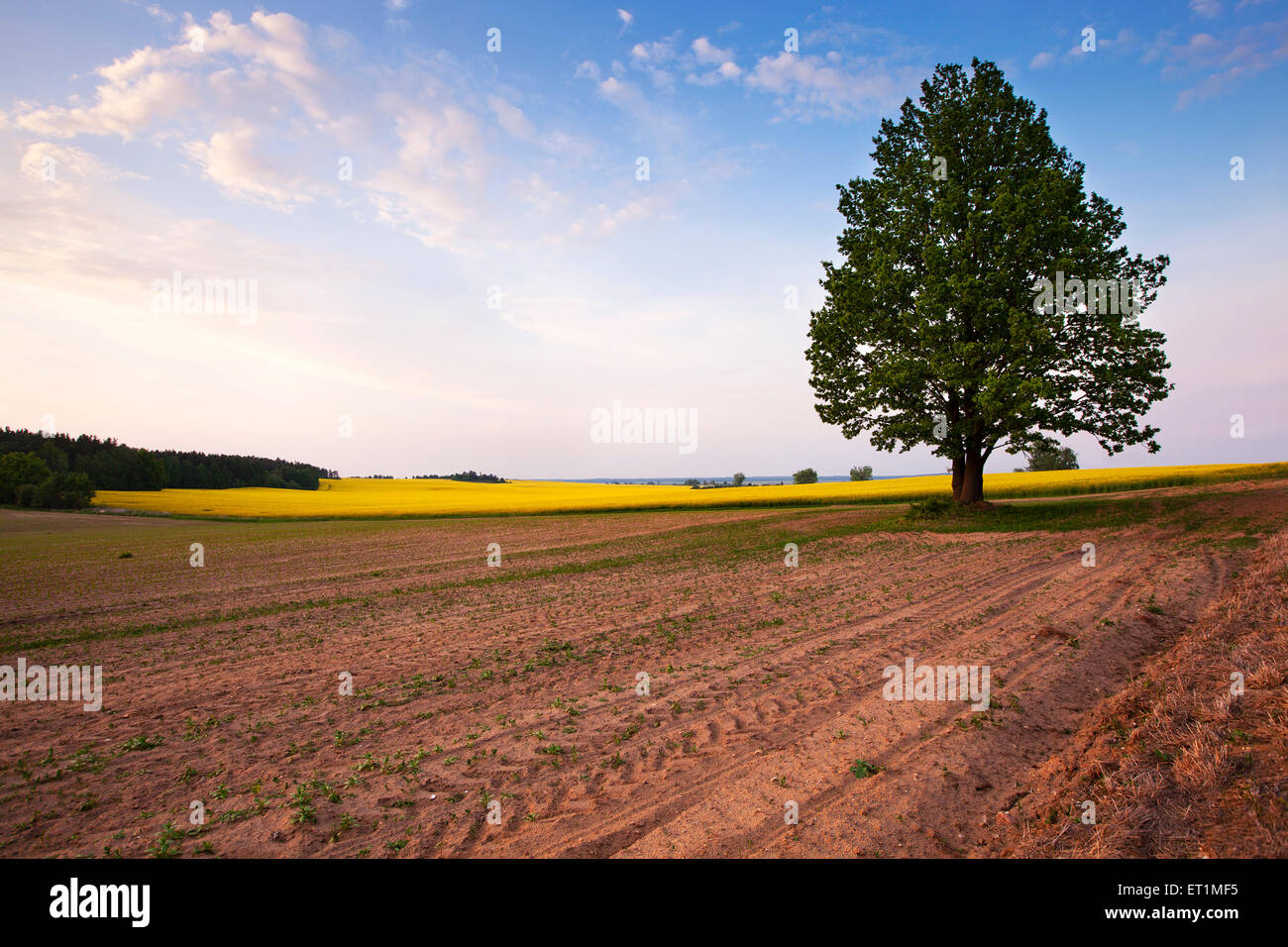 tree in the field Stock Photo - Alamy