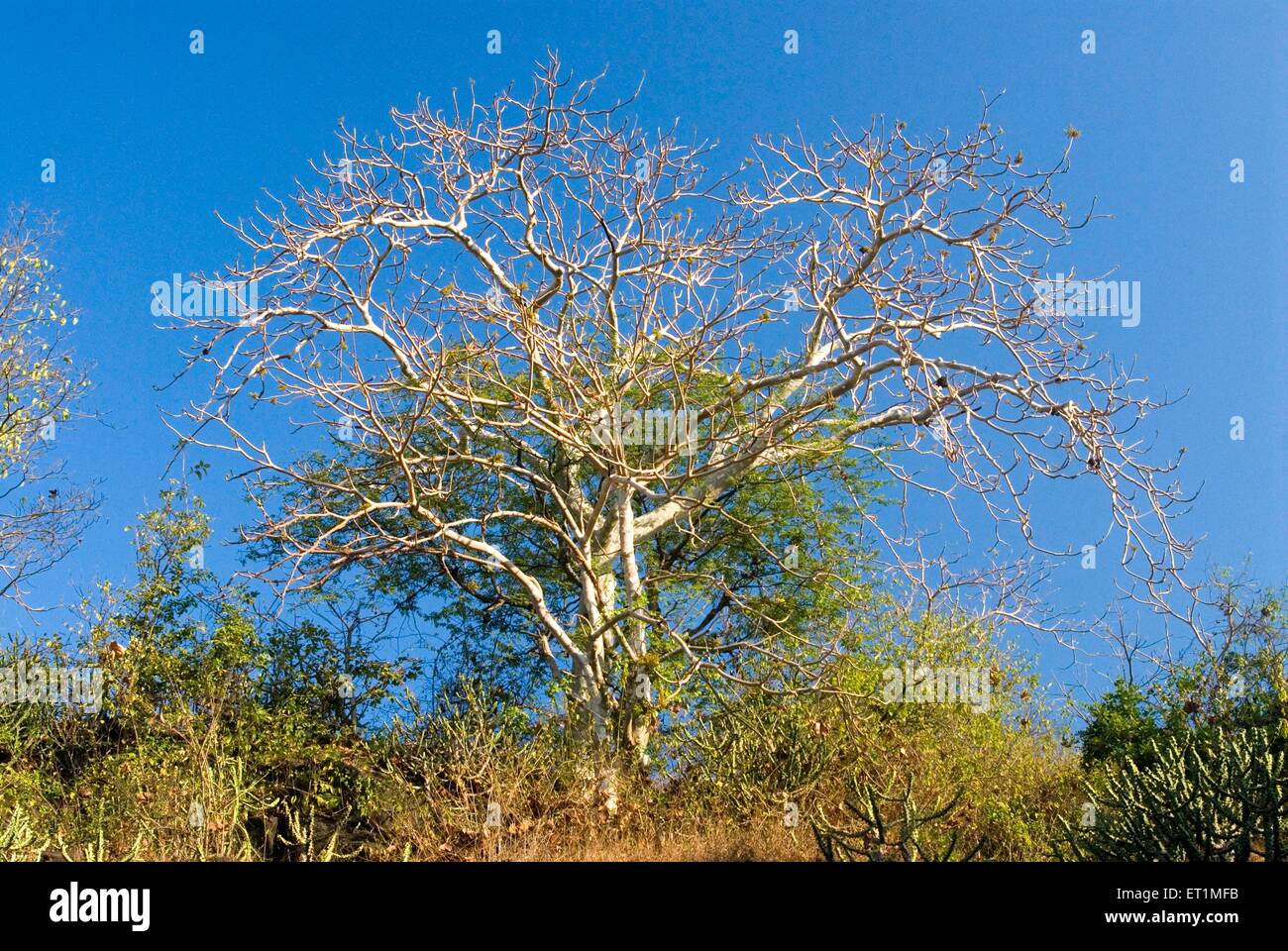 sterculia urens tree, kulu tree, Indian tragacanth, gum karaya, katira ...