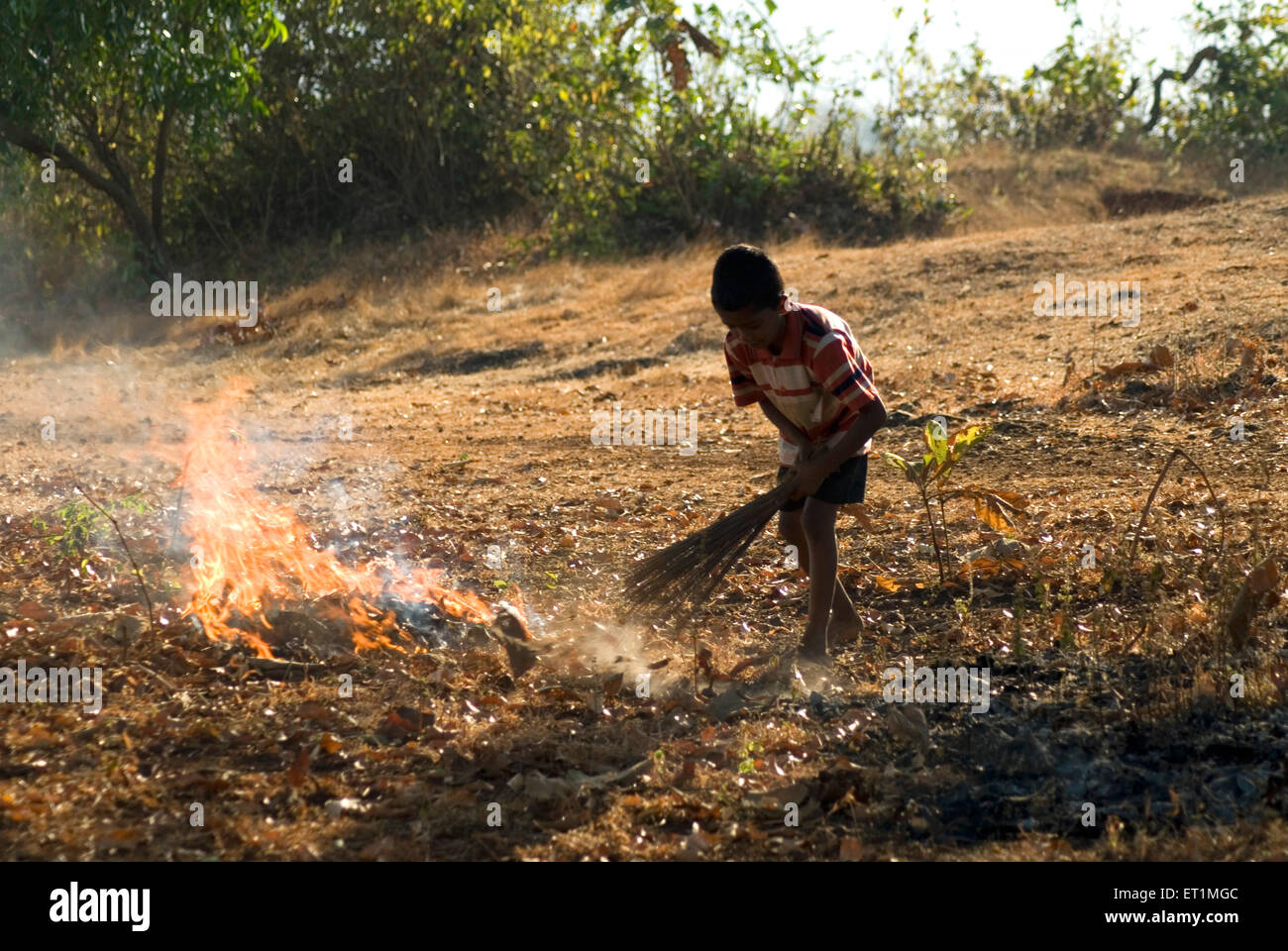 boy burning dry leaves ; Anjarle village ; district Dapoli ...