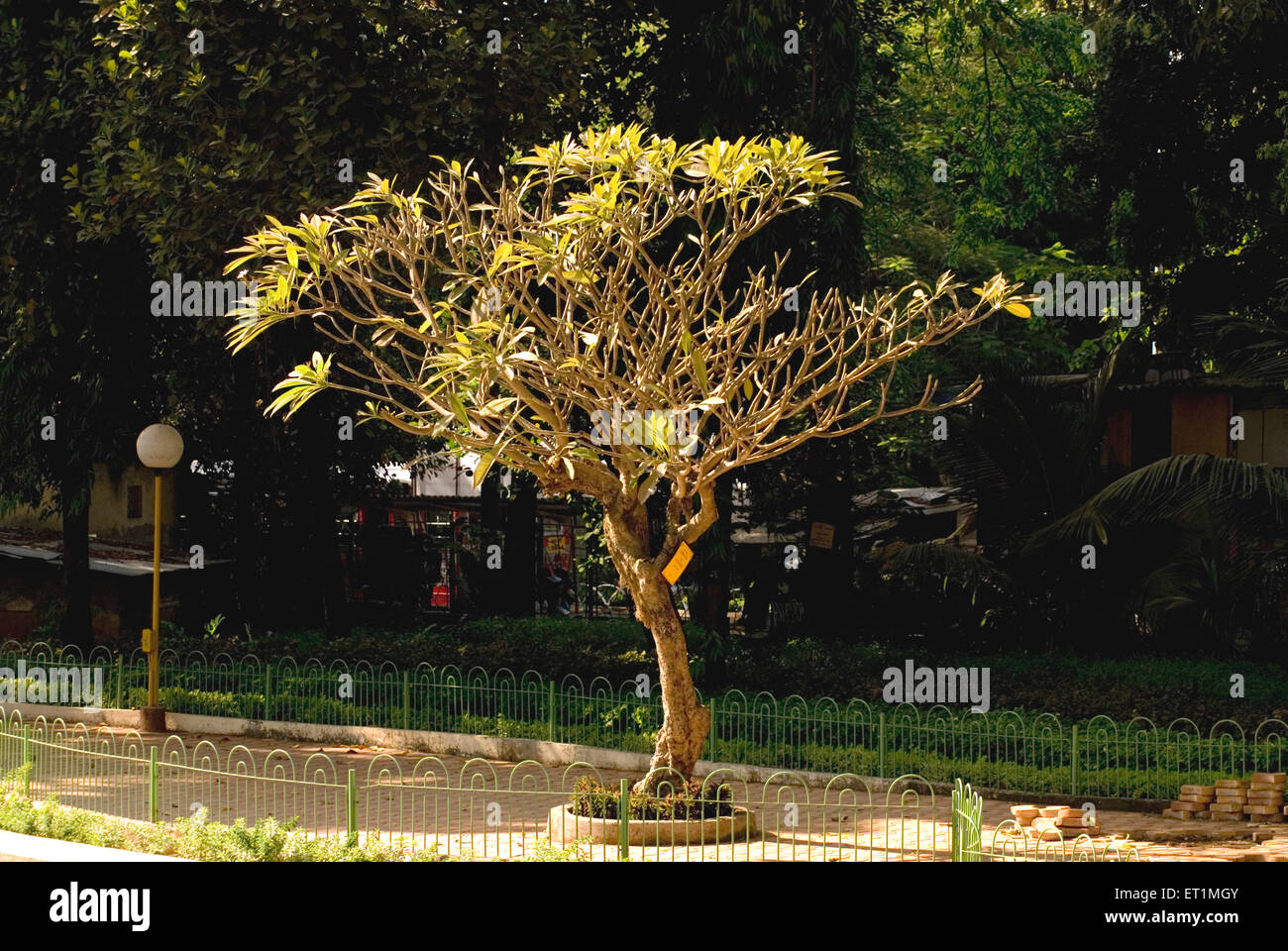 Indian champa hi-res stock photography and images - Alamy