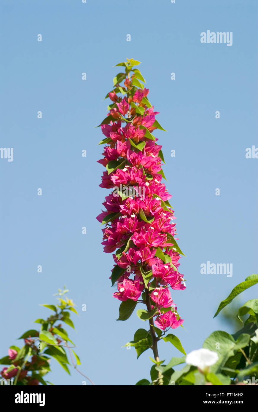 Red bougainvillea background hi-res stock photography and images - Alamy