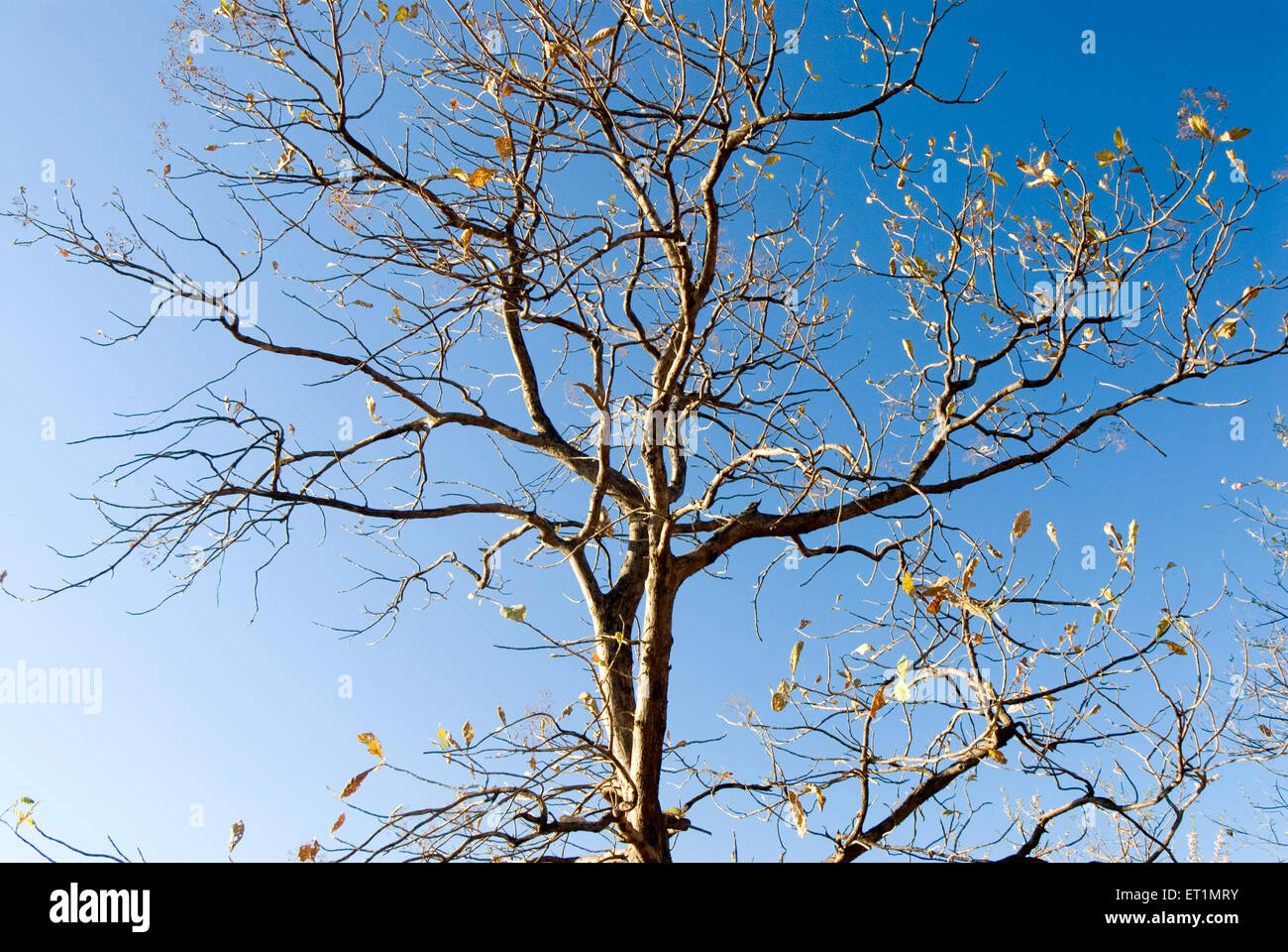 Bhimkund point, teak tree, Chikhaldara, hill station, Satpura Range ...