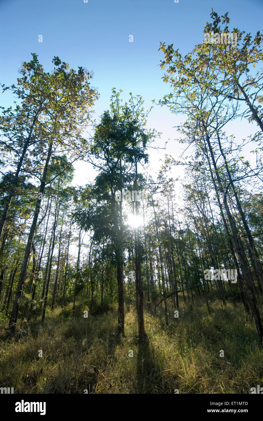 Shrubbery Stock Photos & Shrubbery Stock Images - Alamy