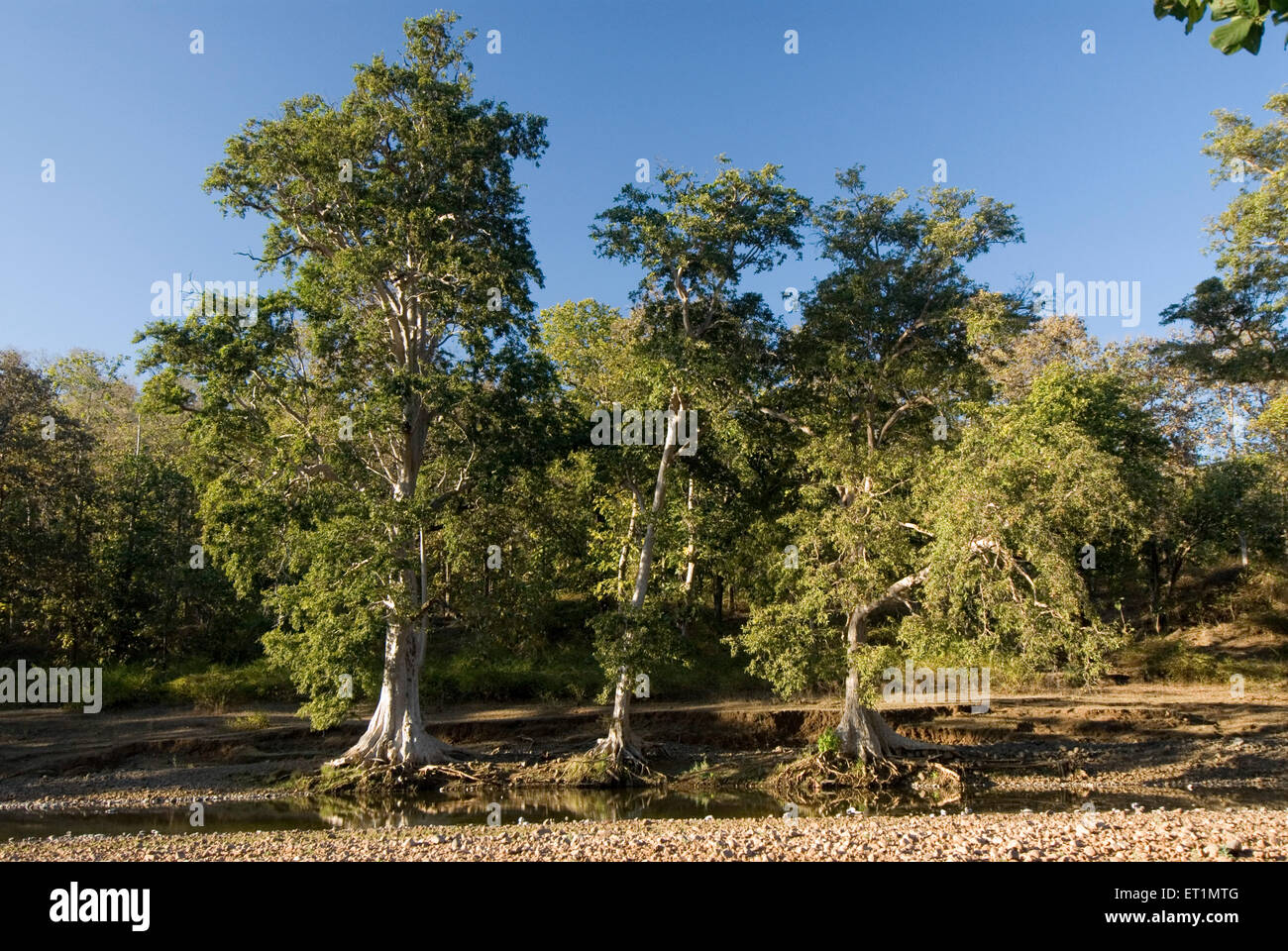 Three toll tree at sema doh place near Melghat sanctuary ; district ...