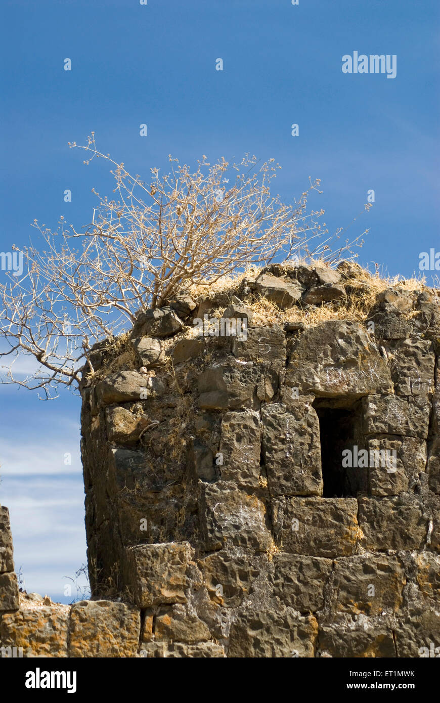 Dried bush on wall of Gavilgad fort at Chikhaldara ; district Amravati ...