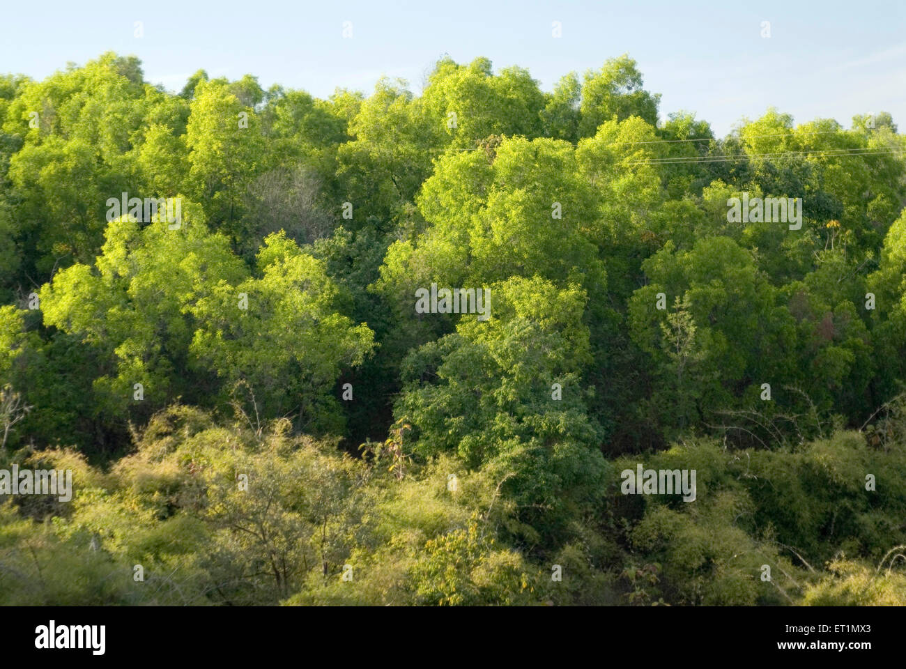 India Forest Landscapes High Resolution Stock Photography and Images ...