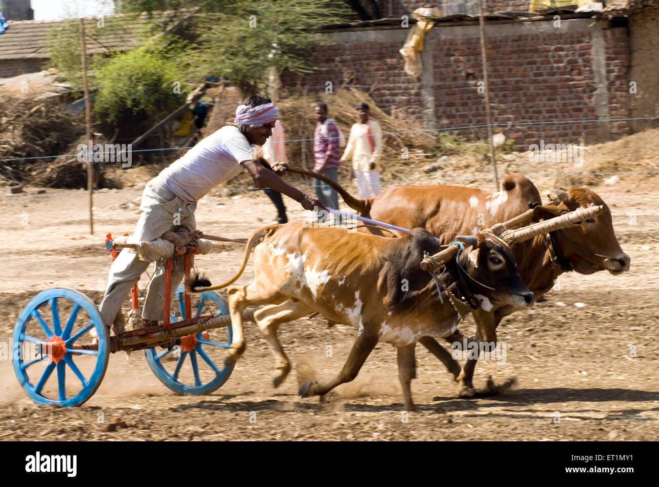 Bullock cart race and rider at village Aisalpur ; district Amravati ...