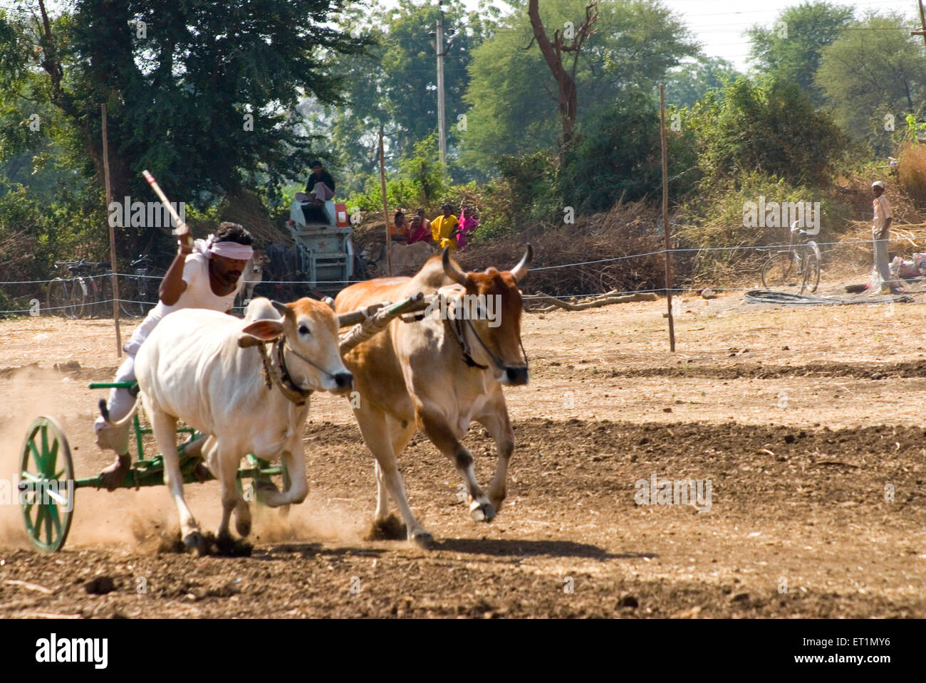India Bullock Cart Ride High Resolution Stock Photography and Images ...