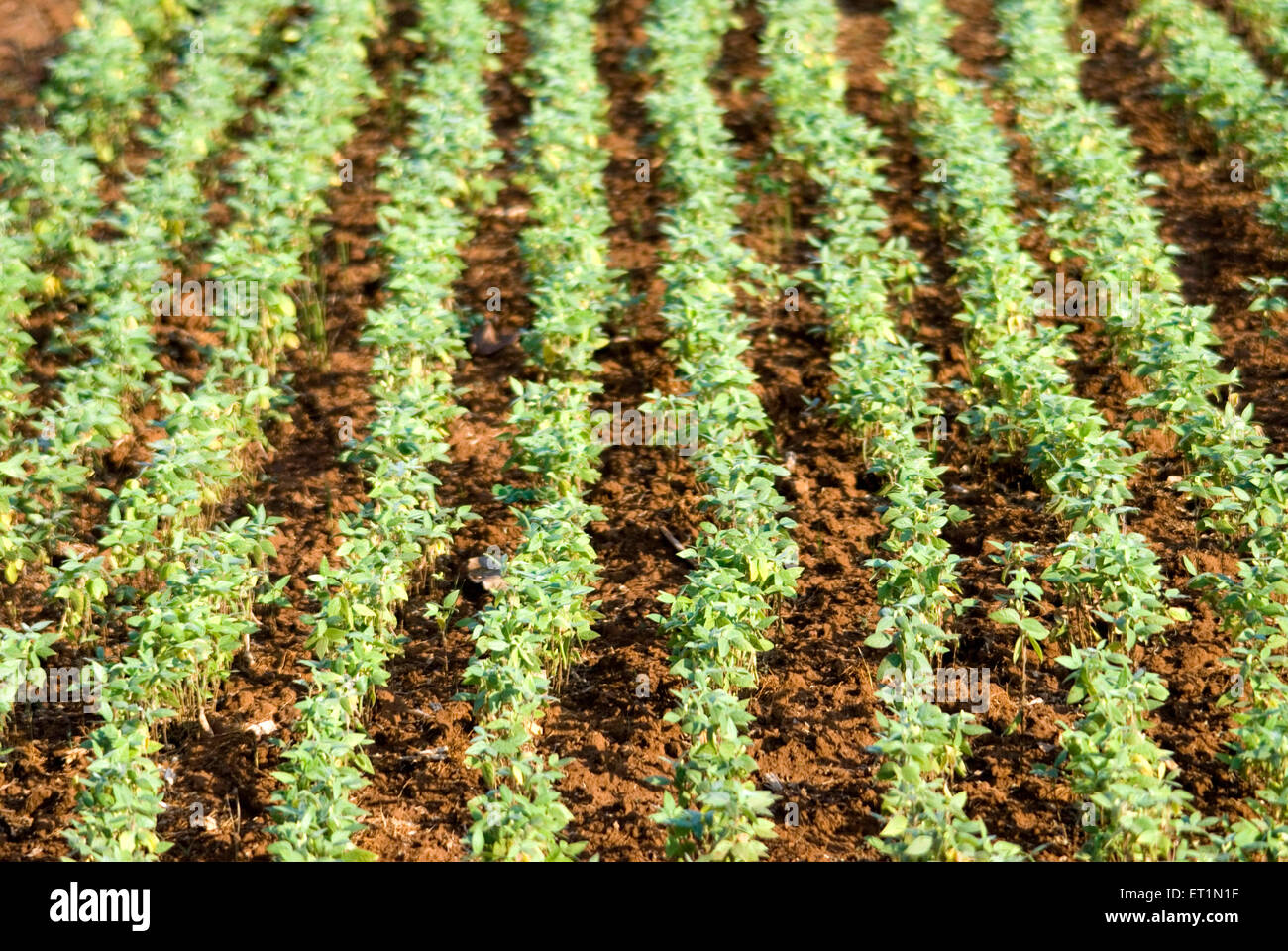 Macrotyloma uniflorum, horse gram, kulthi bean, hurali, Madras gram ...
