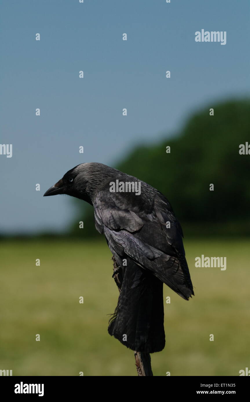 Jackdaw , Corvus monedula Stock Photo - Alamy