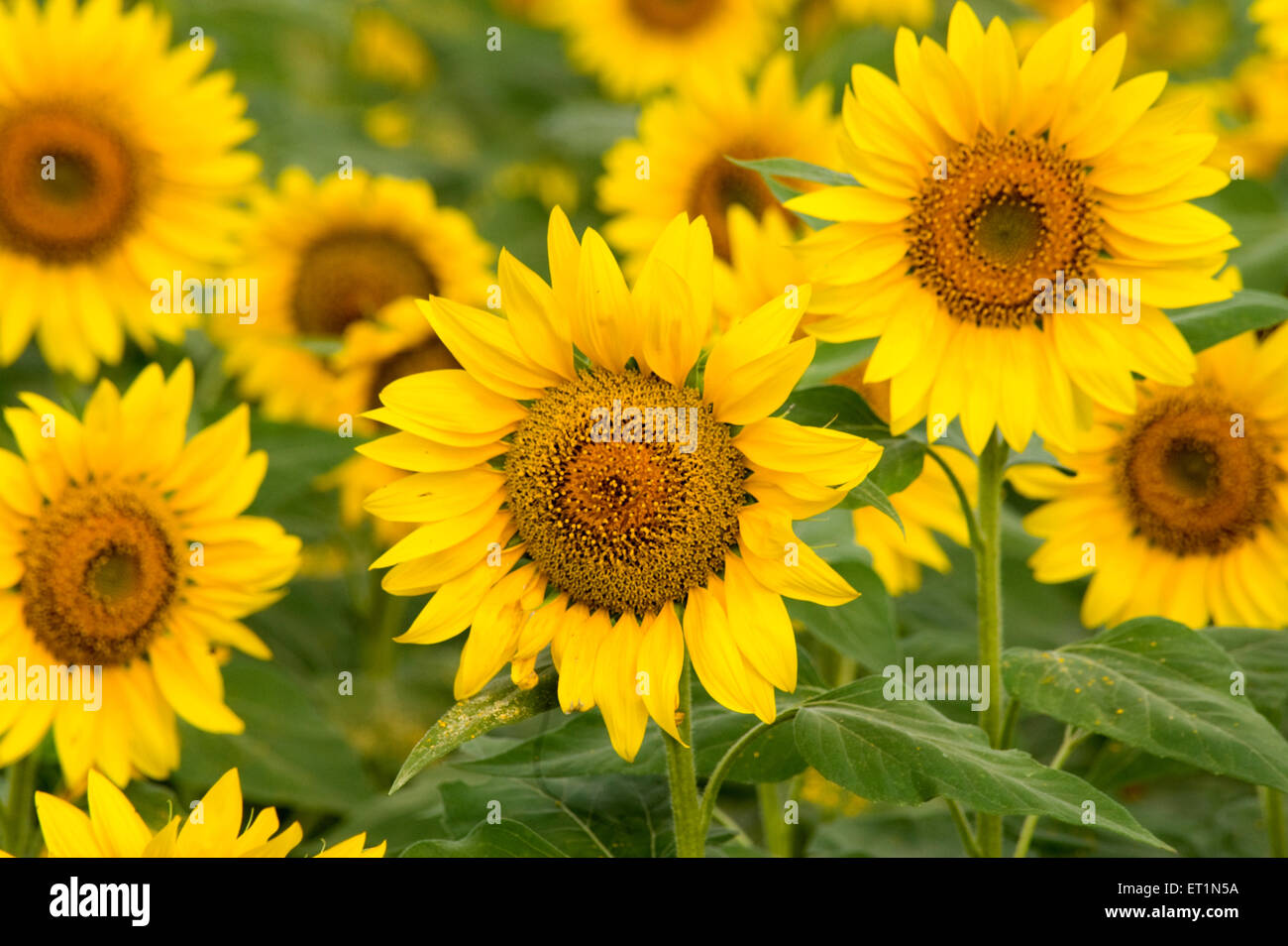 Sunflower Crop India High Resolution Stock Photography and Images - Alamy