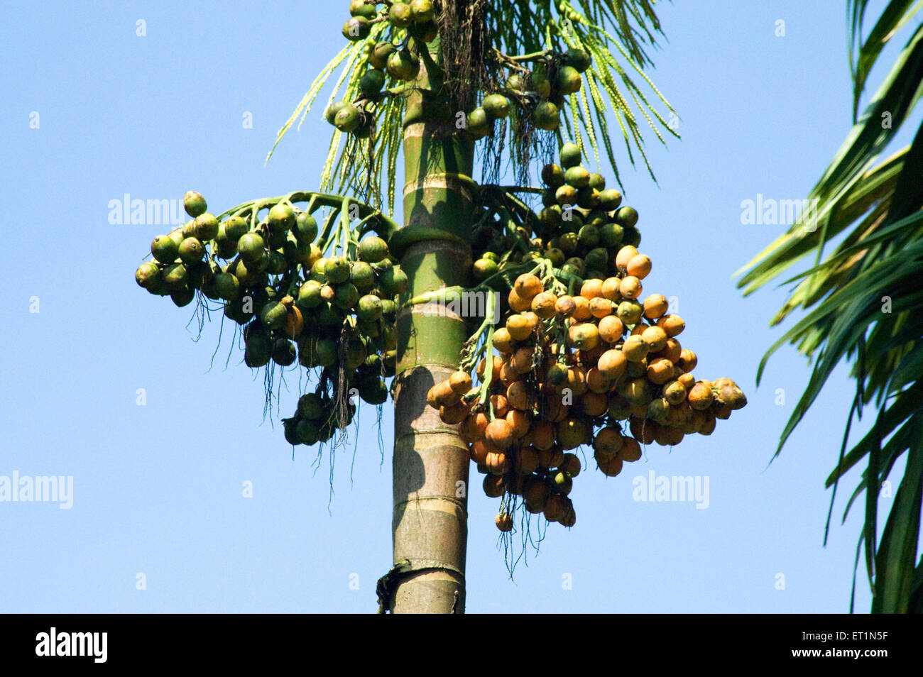 Betel Nut Tree High Resolution Stock Photography and Images - Alamy