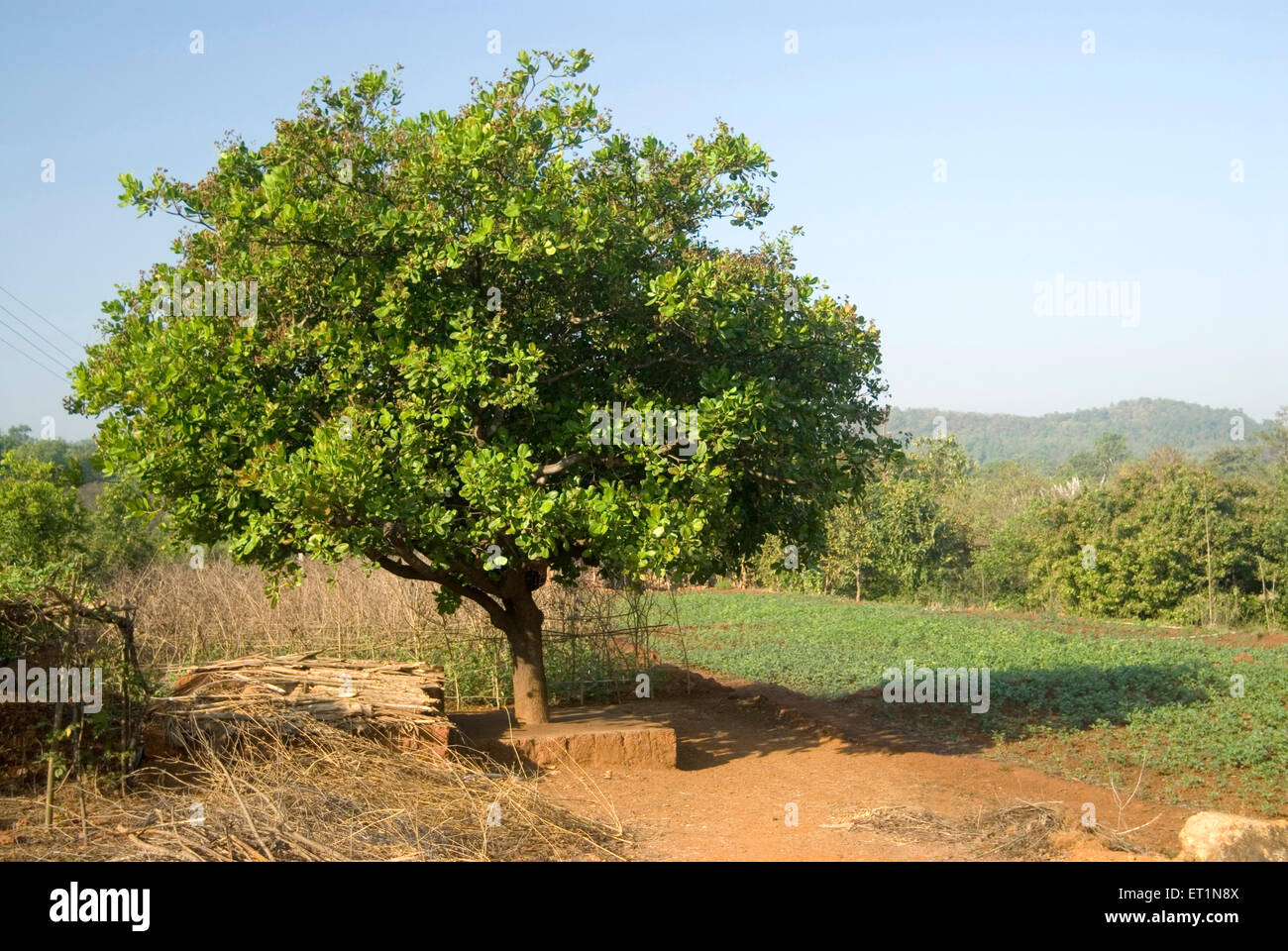 Cashew Tree High Resolution Stock Photography and Images - Alamy