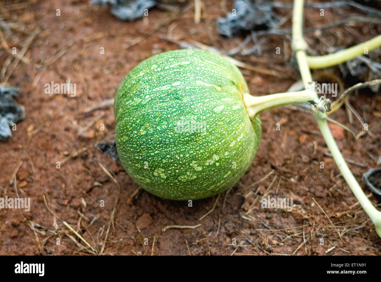 Pumpkin kaddu kaddoo kalabash tree vine Stock Photo - Alamy