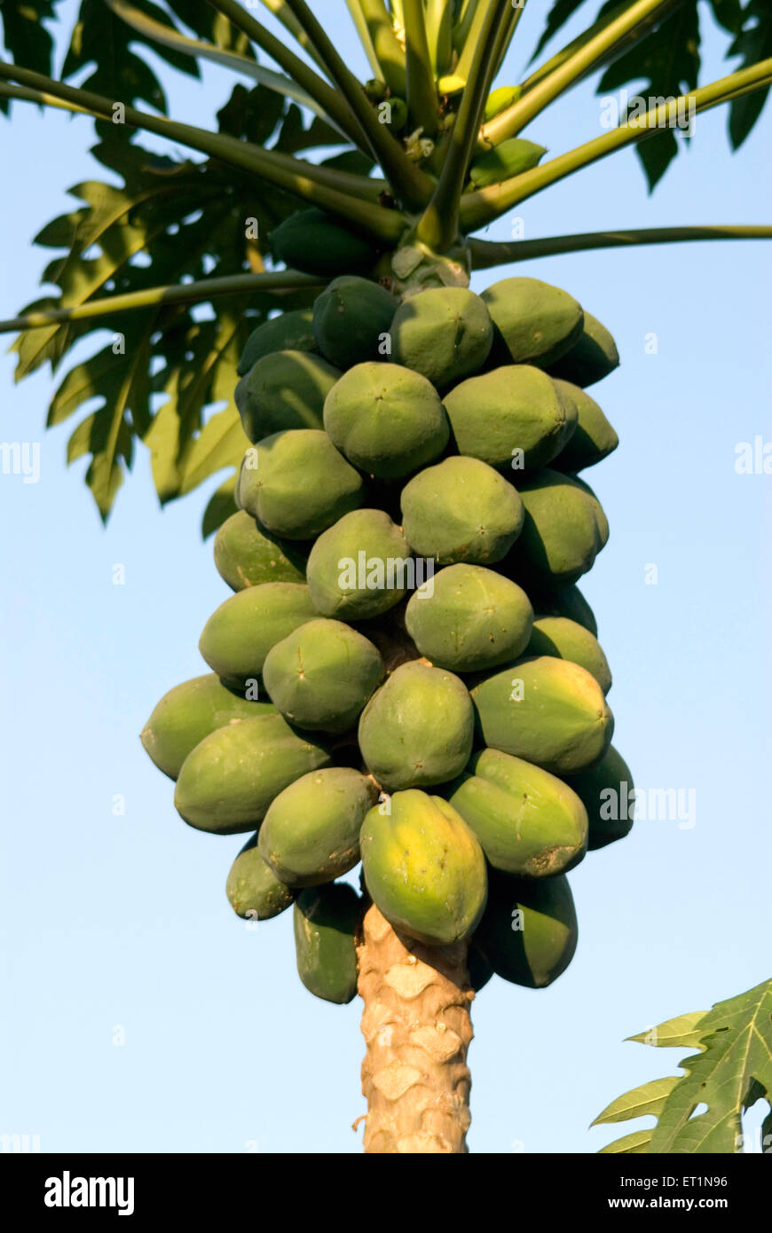 159297 hi-res stock photography and images - Alamy