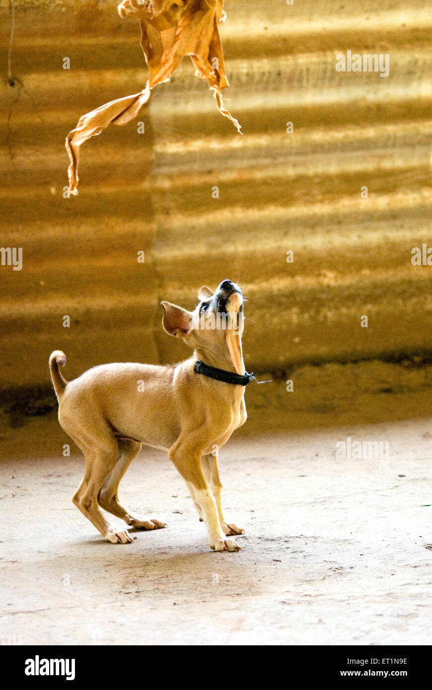 Indian dogs playing High Resolution Stock Photography and Images - Alamy