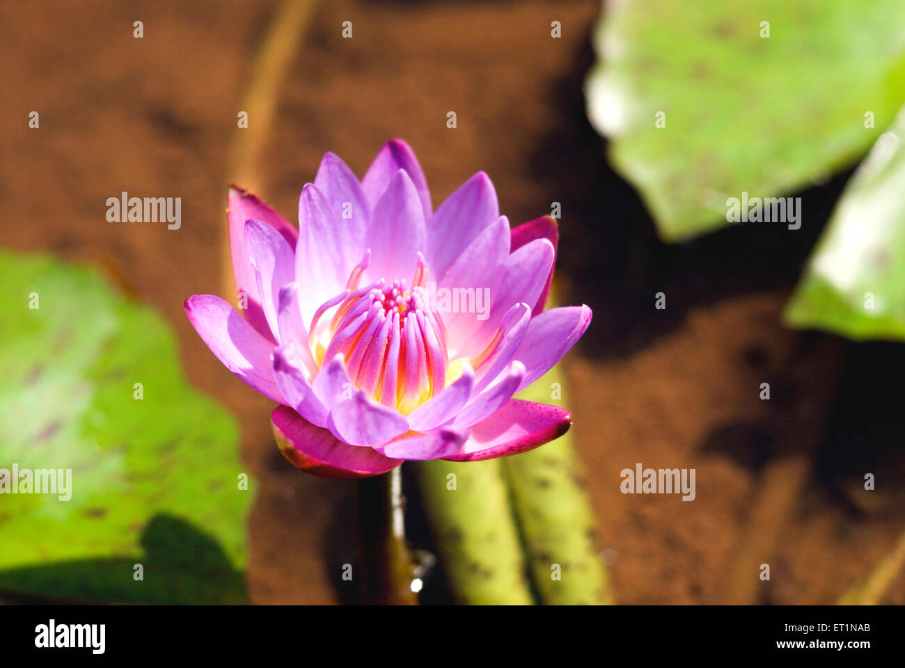 Purple lotus kamal Stock Photo - Alamy