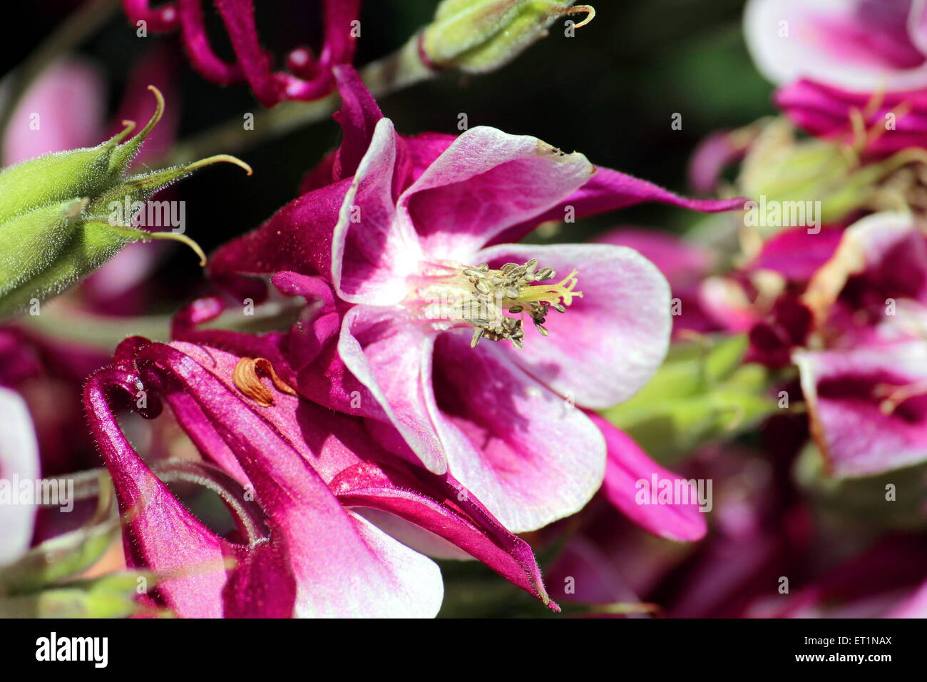 Fiore rosso hi-res stock photography and images - Alamy