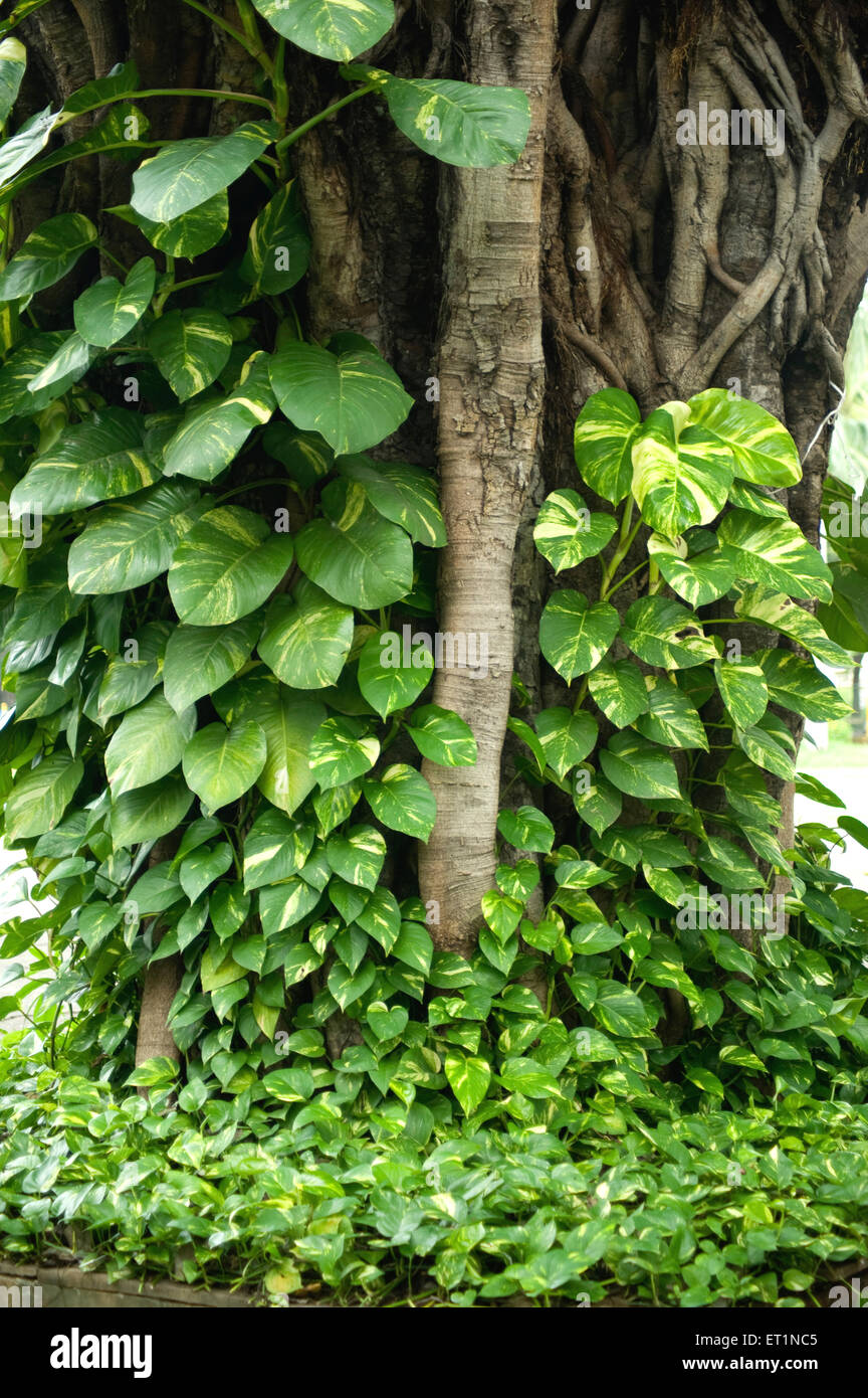 Creeper Tree India High Resolution Stock Photography and Images - Alamy