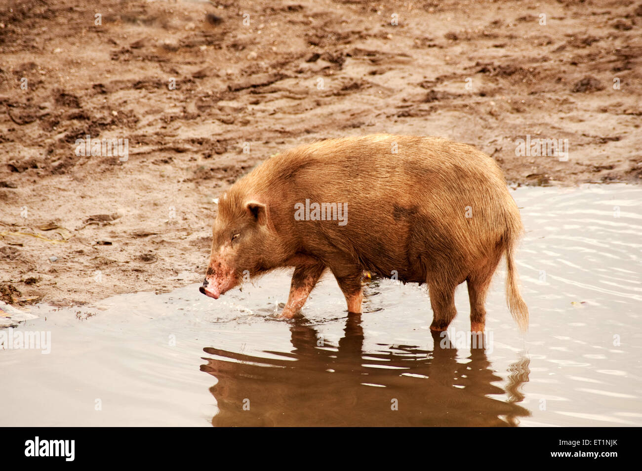 Indian pig hi-res stock photography and images - Alamy