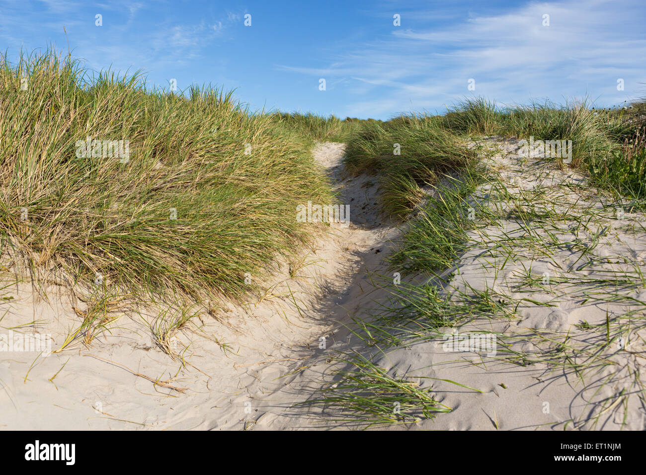 Path to the beach in summer Stock Photo - Alamy