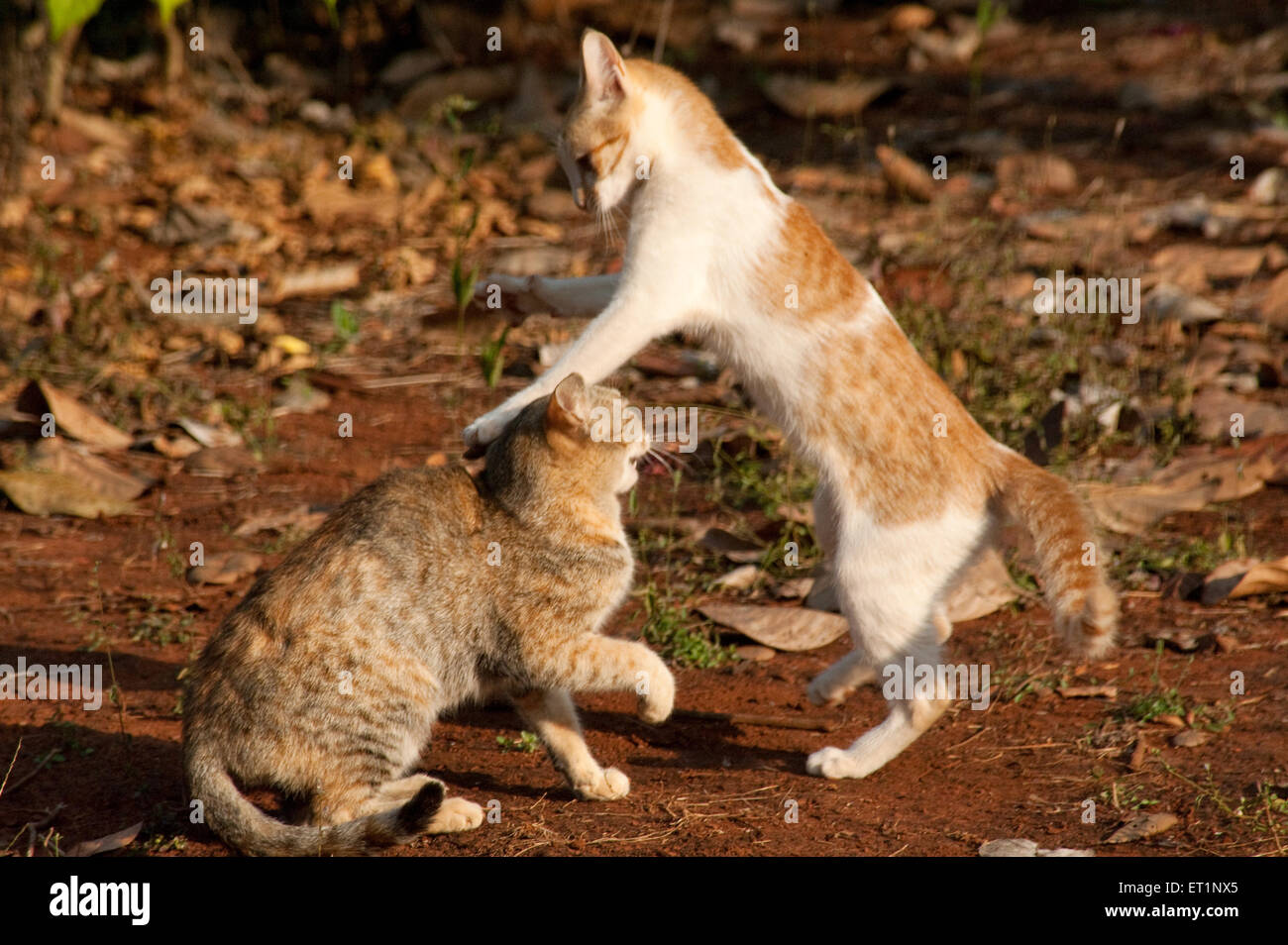 Indian Cats High Resolution Stock Photography and Images - Alamy