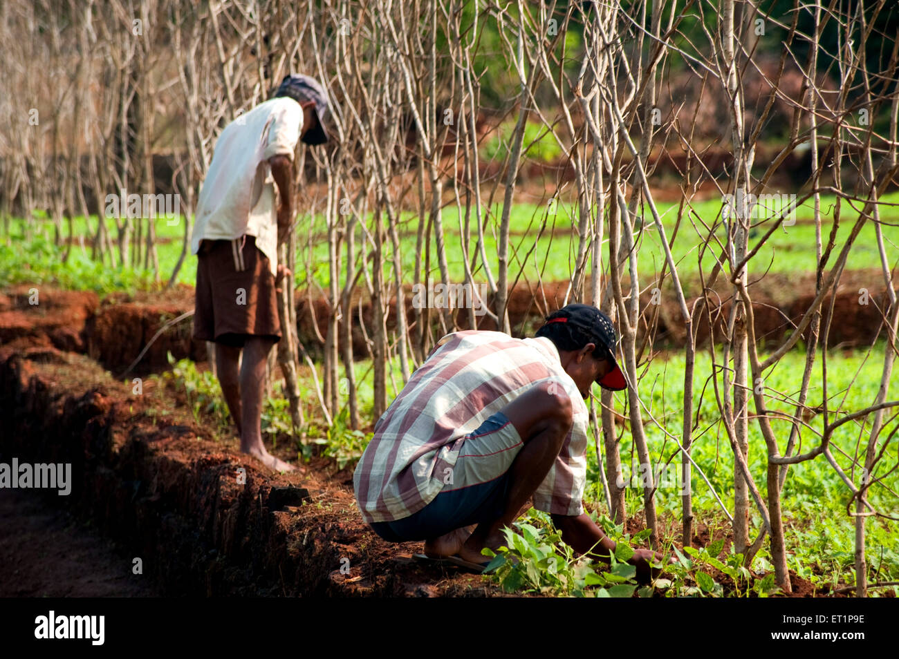 tree twigs fence ; farmer fencing field ; Lanja ; Ratnagiri ; Konkan ...
