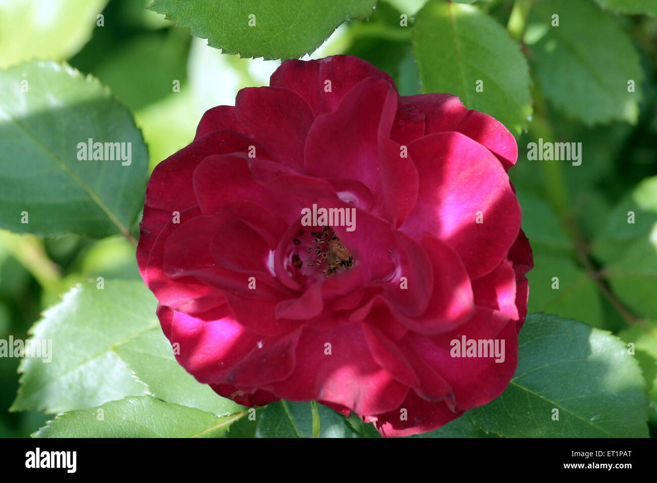 Fiore rosso hi-res stock photography and images - Alamy