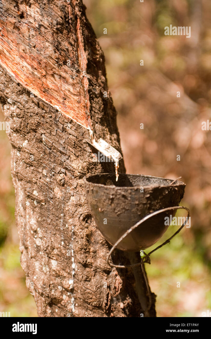 Sap Tree High Resolution Stock Photography and Images - Alamy