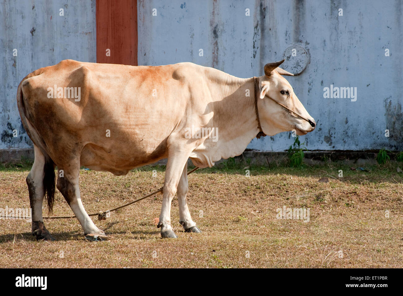 cow tied with a rope Stock Photo - Alamy