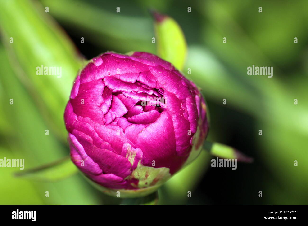 Fiore rosso hi-res stock photography and images - Alamy