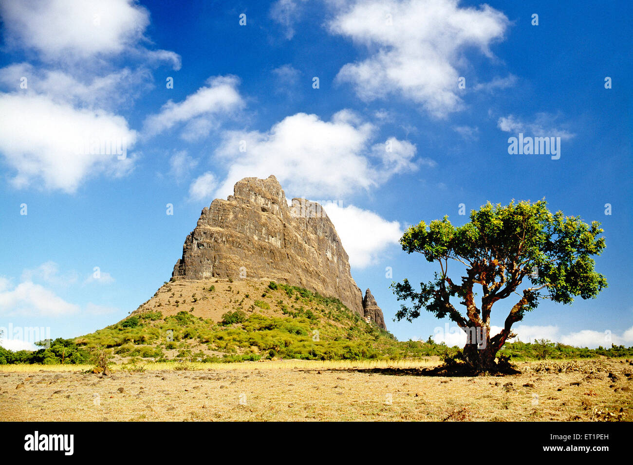 Saptashrungi mata gadh and tree pongamia glabra vent at vani ; Nasik ...