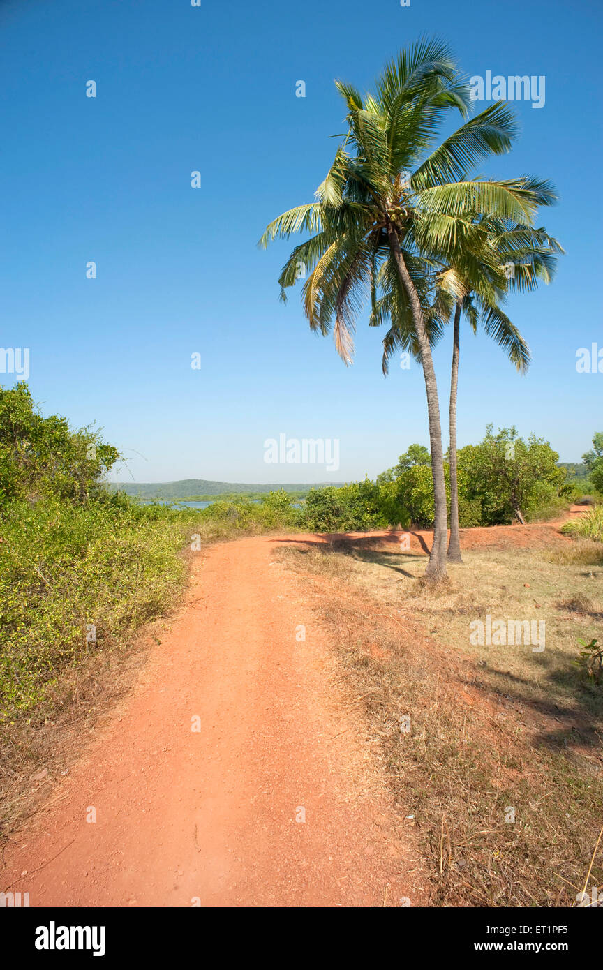 Coconut landscape hi-res stock photography and images - Alamy