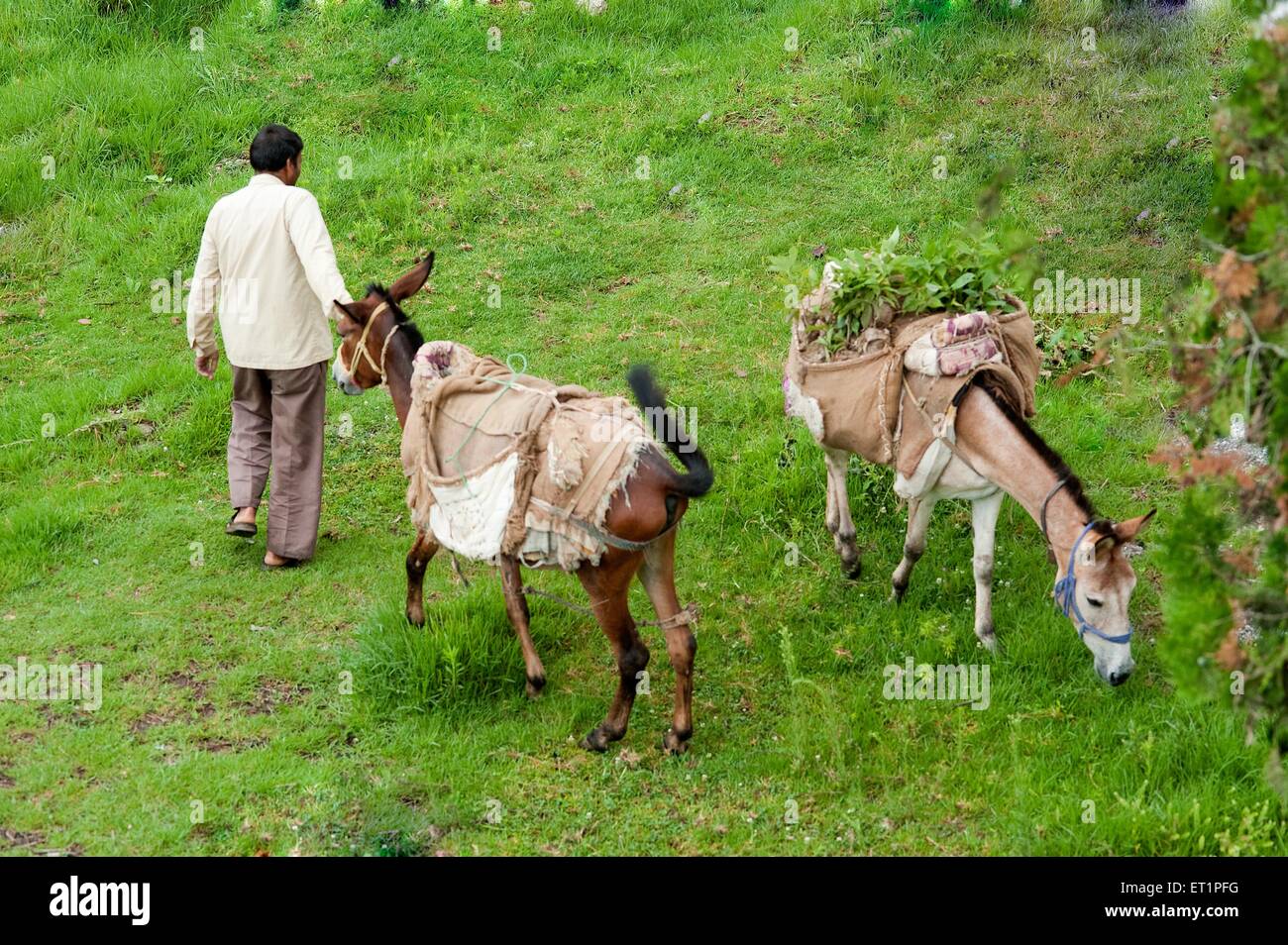 Khachhar carry goods hi-res stock photography and images - Alamy