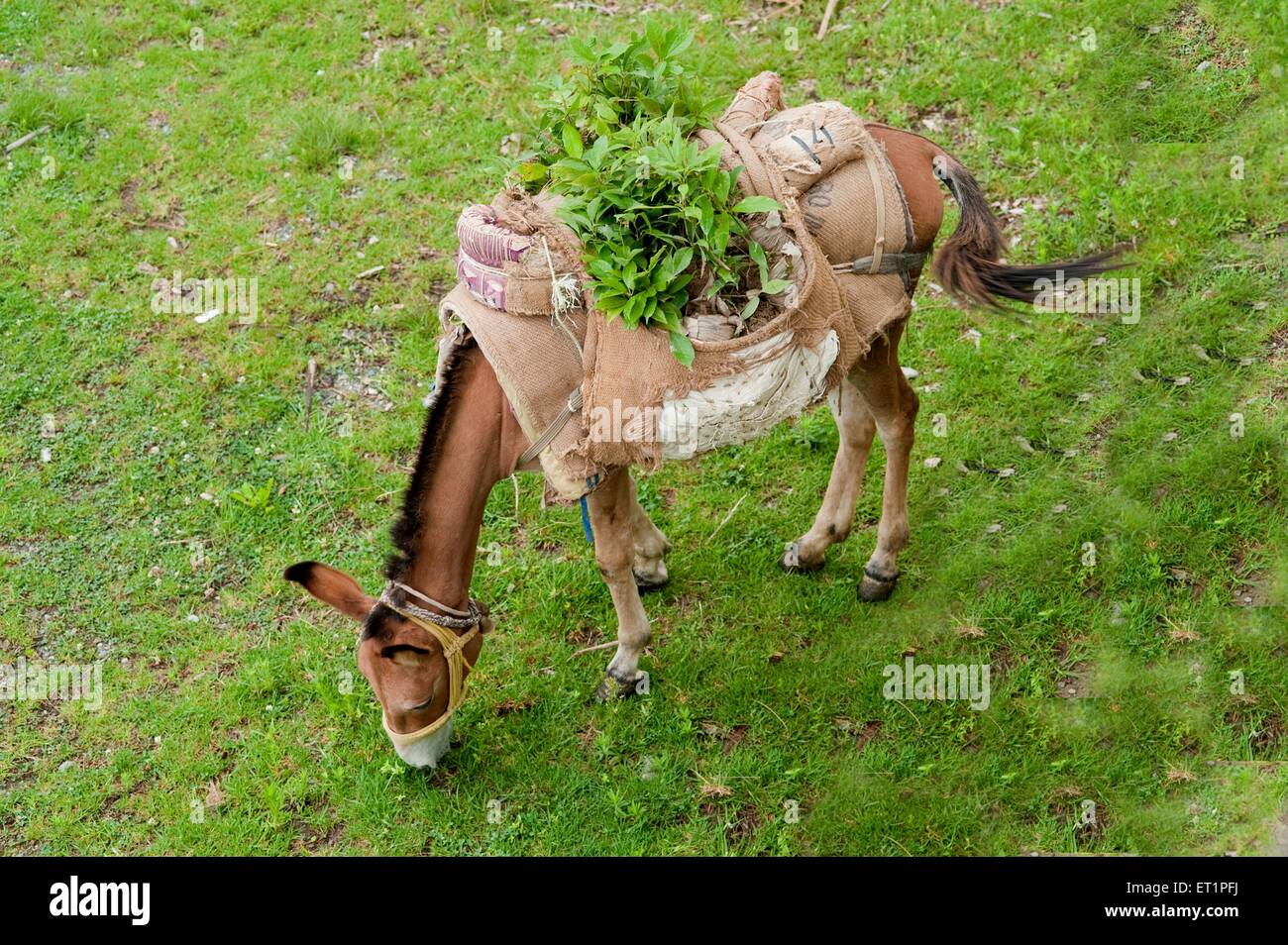 Mule uttarakhand hi-res stock photography and images - Alamy