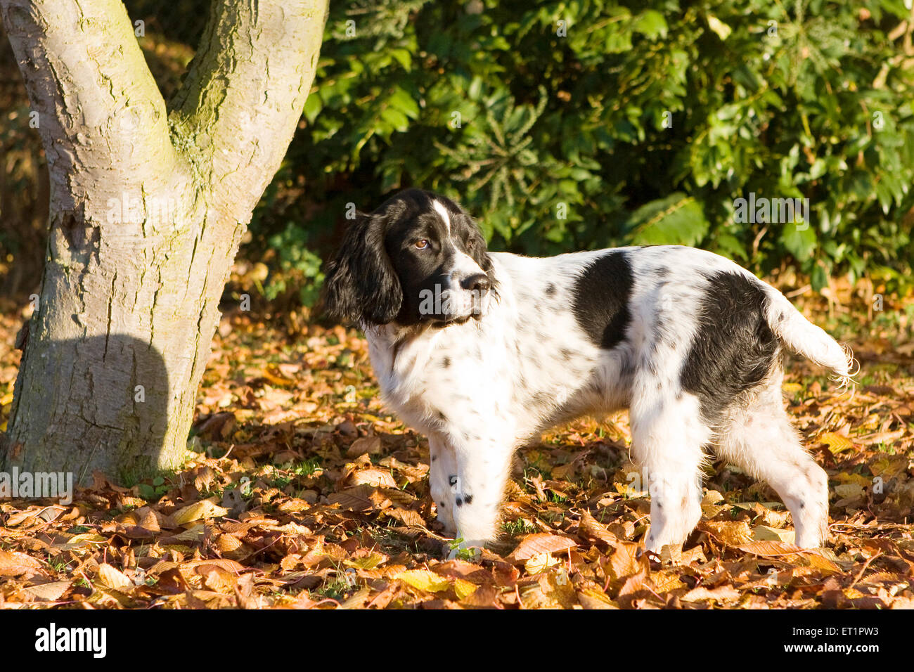 English Spaniel dogs in the autumn sunlight Stock Photo - Alamy