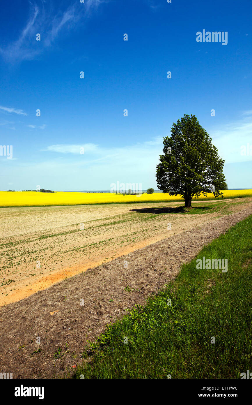 tree in the field Stock Photo - Alamy