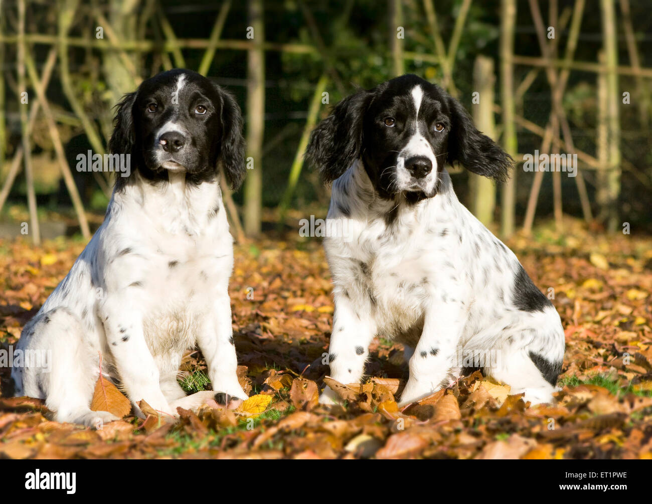 English Spaniel dogs in the autumn sunlight Stock Photo - Alamy