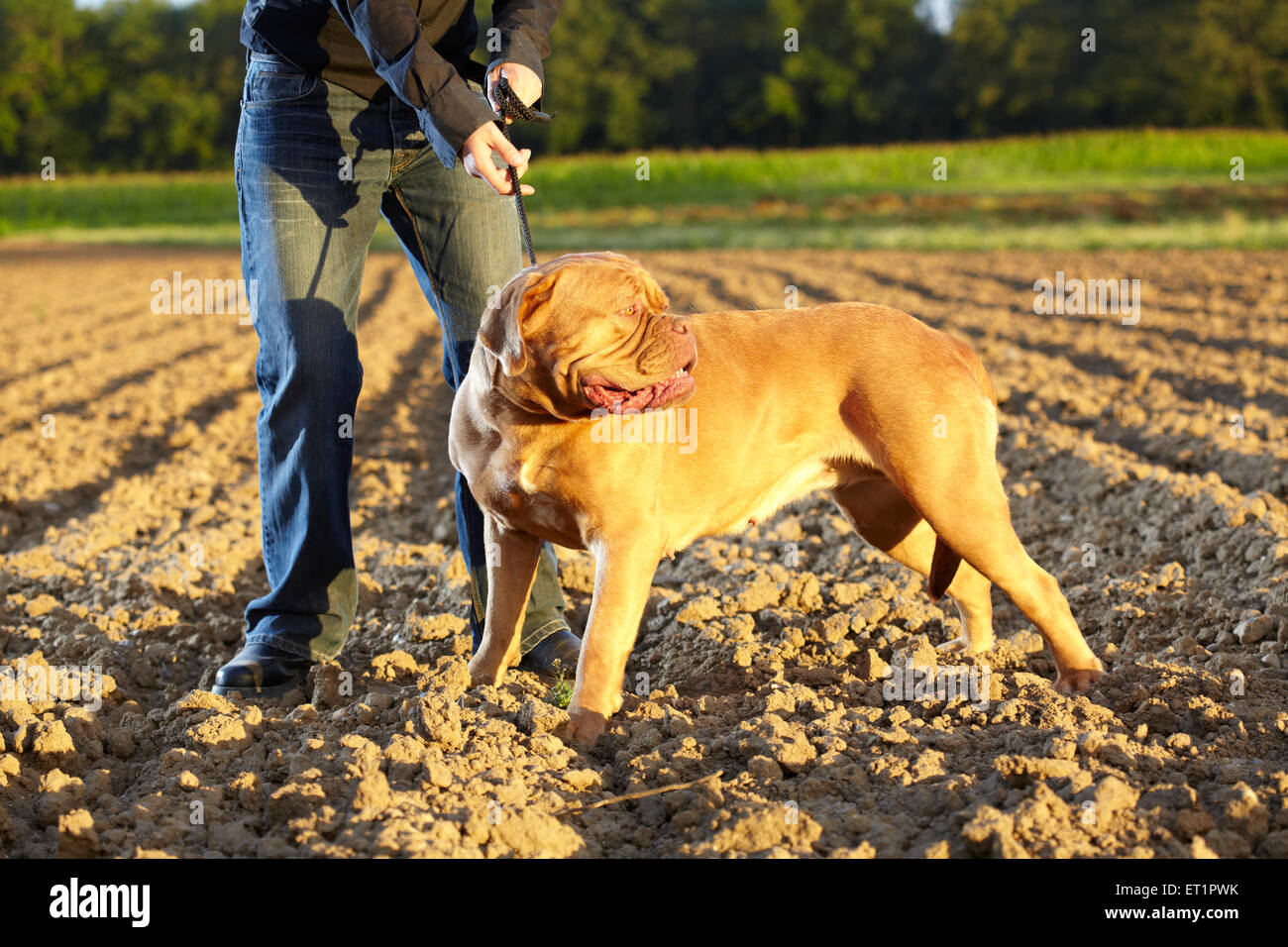 Dogue de Bordeaux dog in English sunlight Stock Photo - Alamy