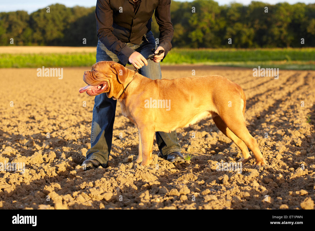 Dogue de Bordeaux dog in English sunlight Stock Photo - Alamy